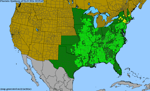 BETULA NIGRA (River Birch) #3 Pot - Native Plants