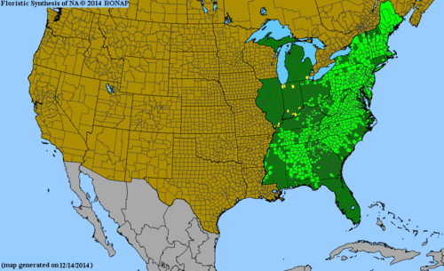 Cornus amomum (Silky Dogwood) #1 Pot - Native Plants