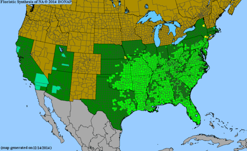 Diospyros virginiana (Common Persimmon) 32 ct. Tubeling - Native Plants