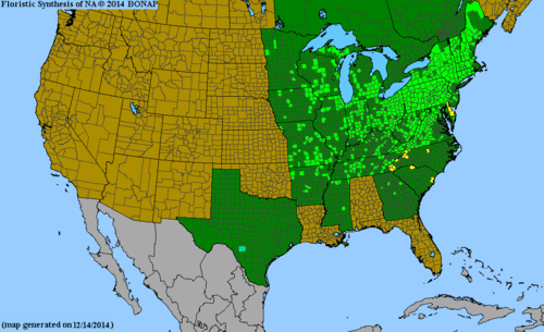 Elymus riparius (Riverbank Wild-Rye) 2" Plug 50 ct. - Native Plants