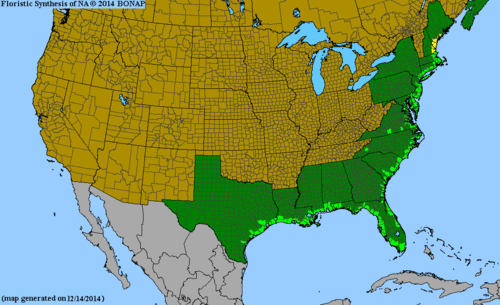 Iva frutescens (High-Tide Bush) #1 Pot - Native Plants