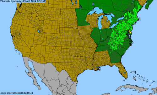 Pinus rigida (Pitch Pine) #7 Pot - Native Plants
