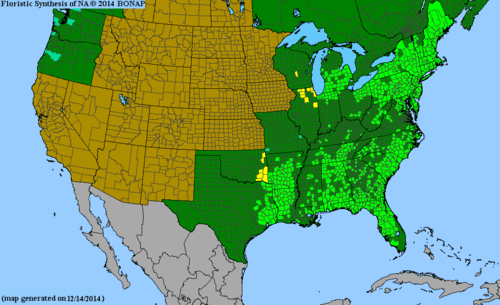 Vaccinium corymbosum (Highbush Blueberry) #1 Pot - Native Plants