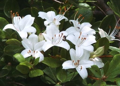 RHODODENDRON VISCOSUM (SWAMP AZALEA) #5 - Native Plants