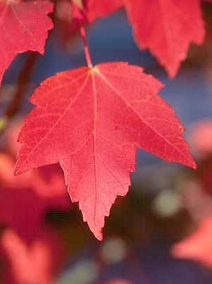 Acer rubrum (Red Maple) #1 Pot - Native Plants