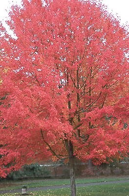 Acer rubrum (Red Maple) 32 ct. Tubeling - Native Plants