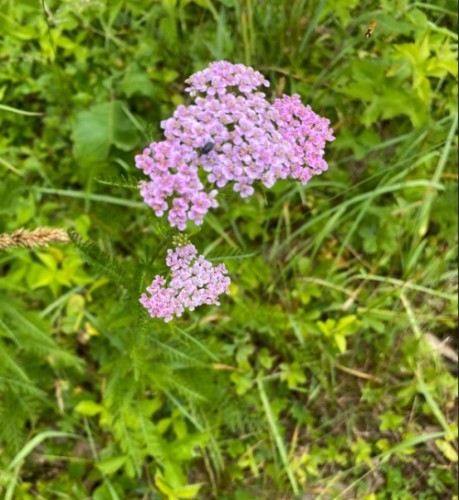 Achillea millefolium (Common Yarrow) Seed - Native Plants