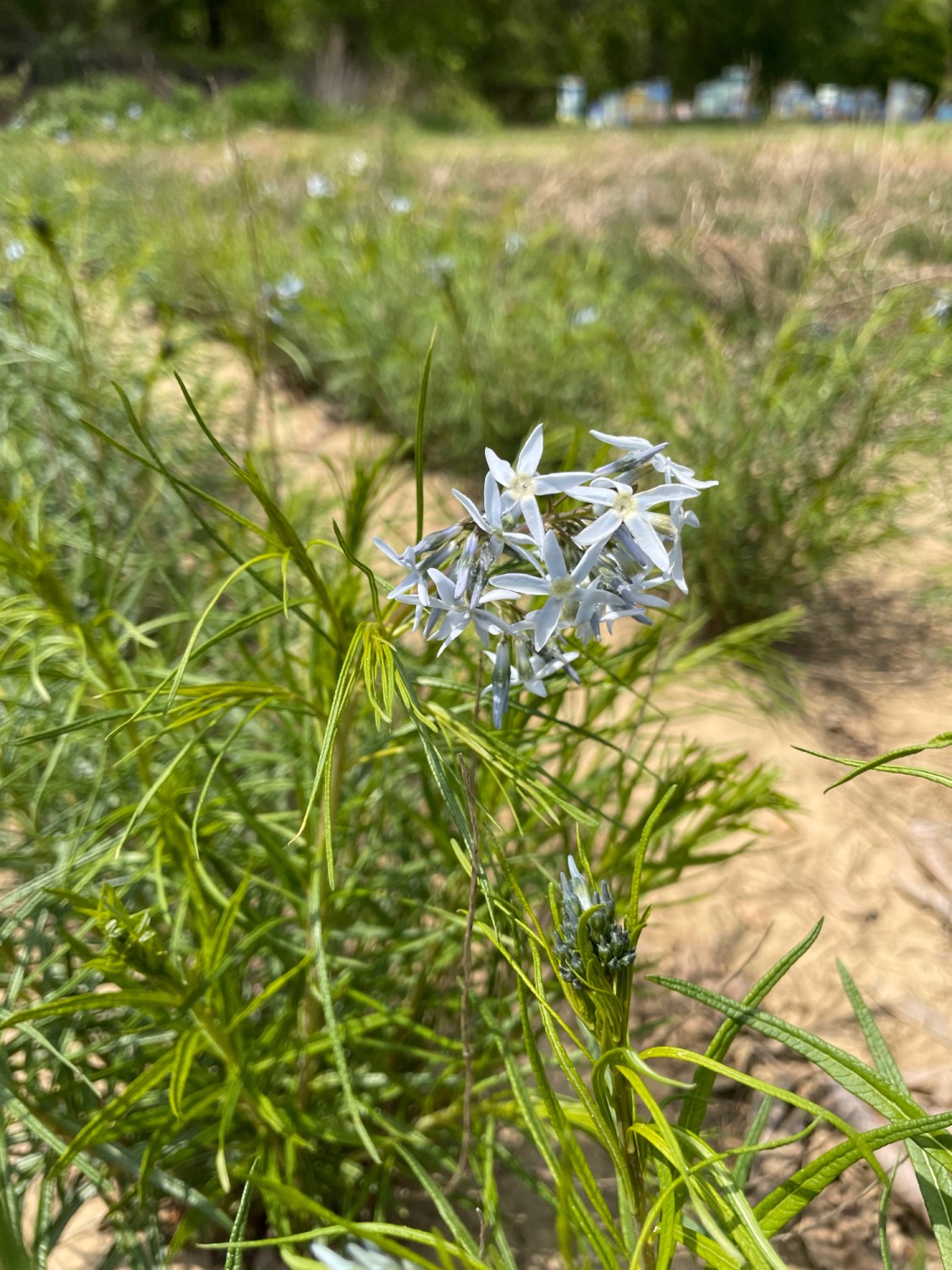Amsonia hubrichtii (Threadleaf Blue Star) #1 POT - Native Plants