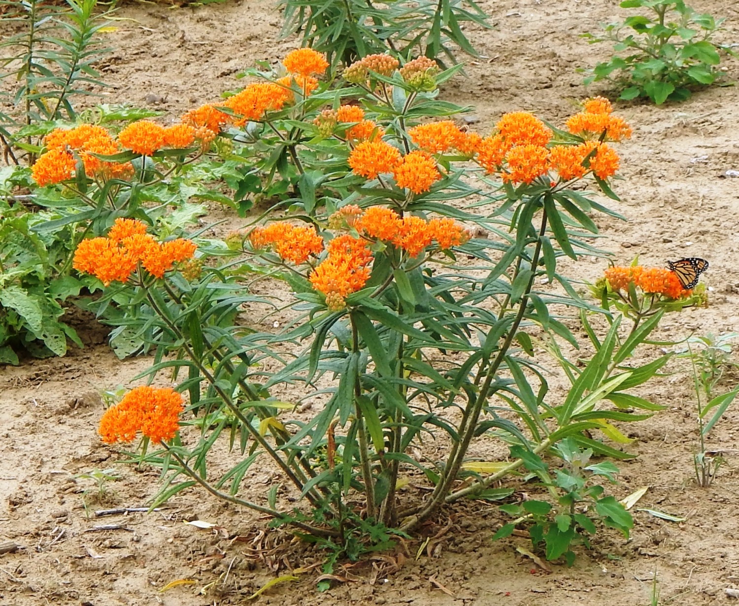 Asclepias tuberosa (Butterfly Weed) Seed - Native Plants