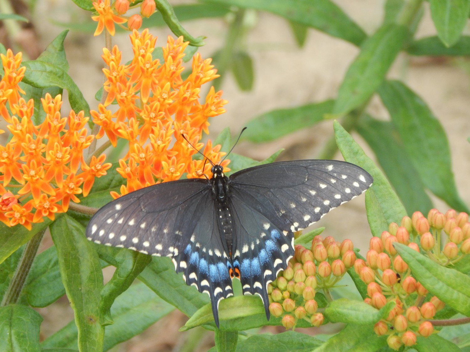 Asclepias tuberosa (Butterfly Weed) Seed - Native Plants