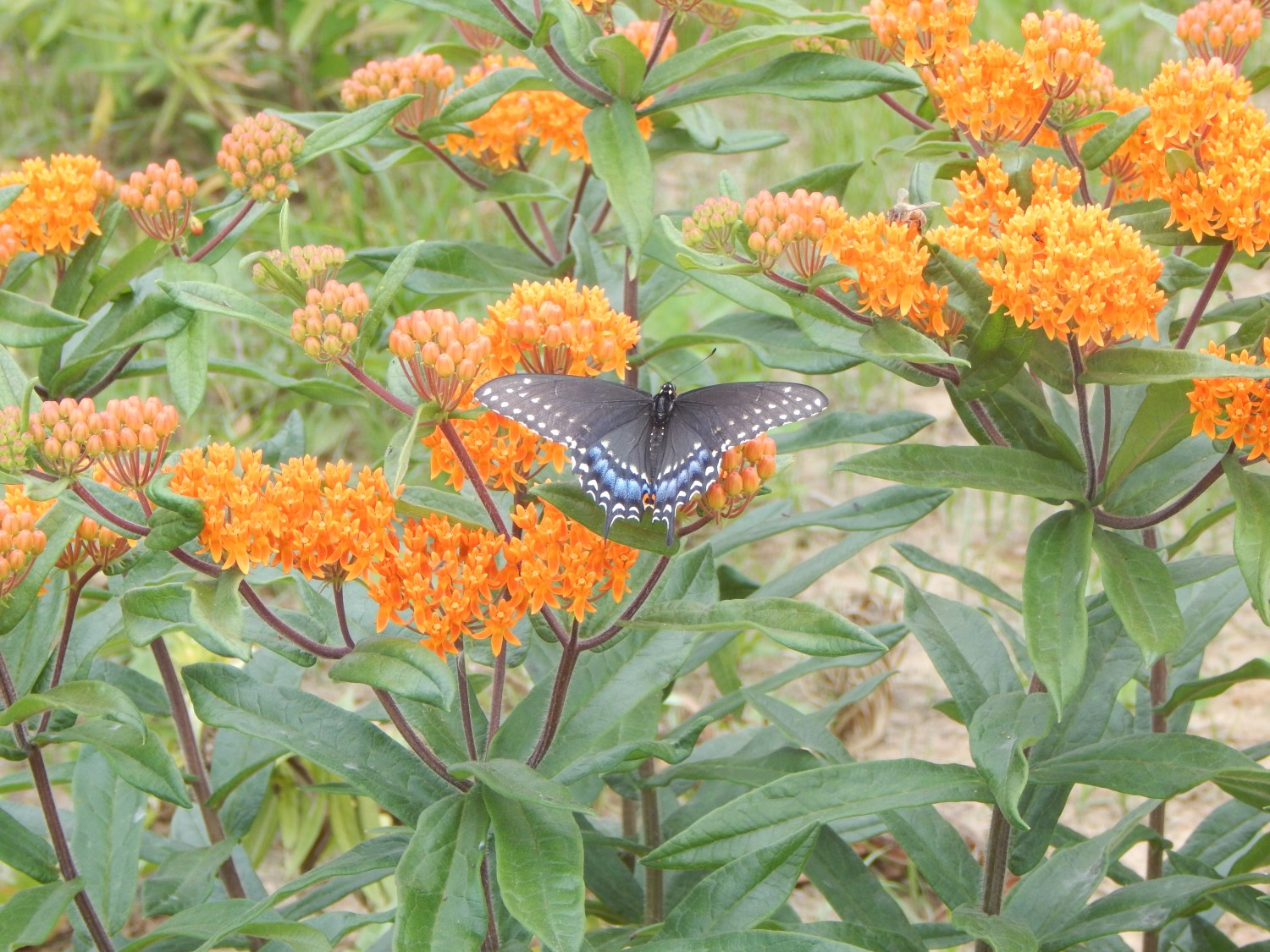 Asclepias tuberosa (Butterfly Weed) Seed - Native Plants