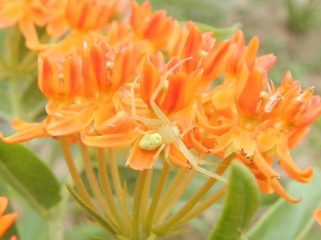 Asclepias tuberosa (Butterflyweed) Deep 2" Plug 50 ct. - Native Plants