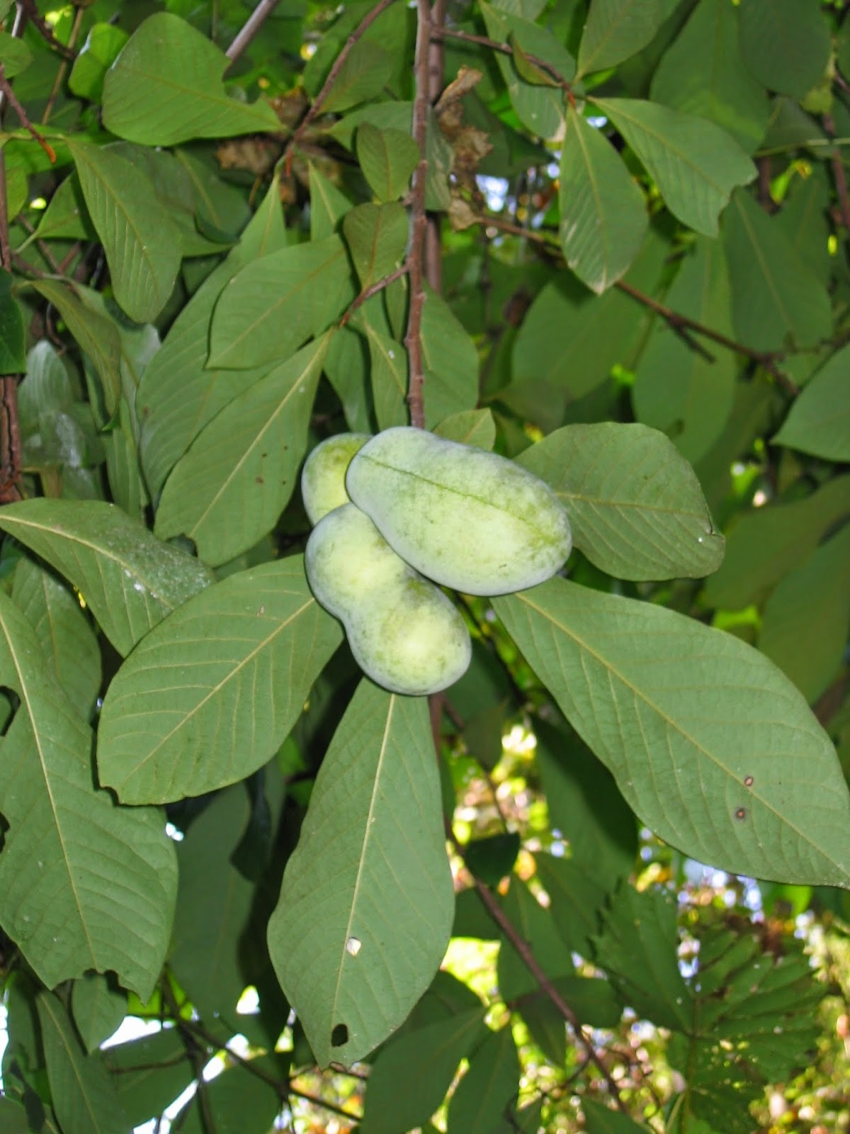 Asimina triloba (Pawpaw) #1 Pot - Native Plants