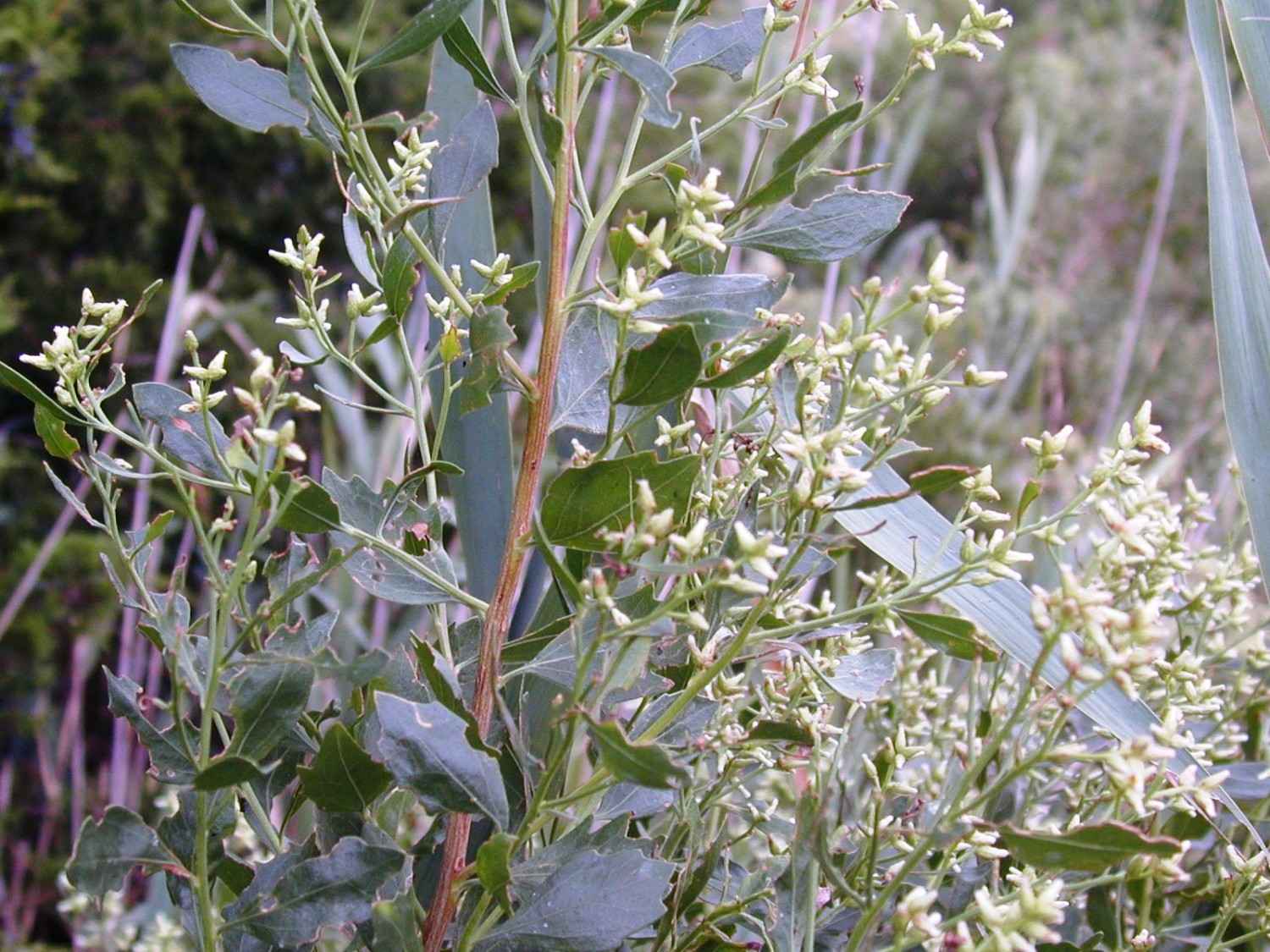 Baccharis halimifolia (Goundsel Tree) #1 Pot - Native Plants