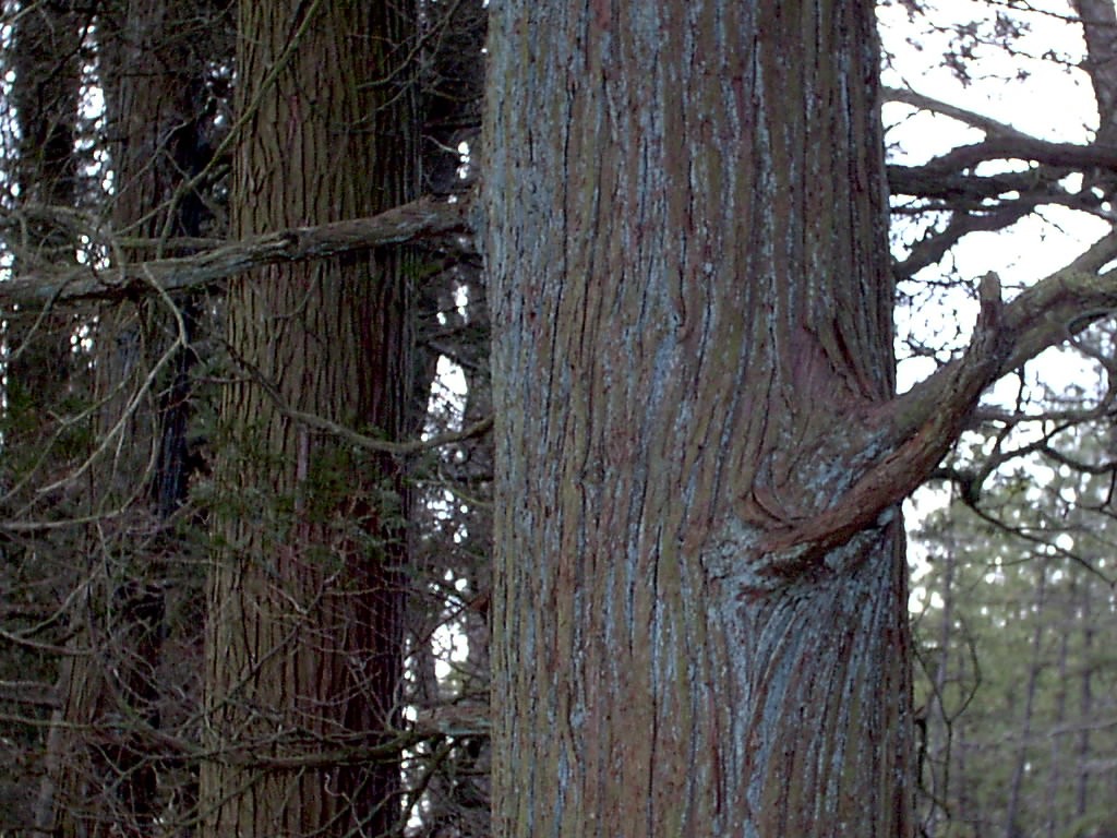 Chamaecyparis thyoides (Atlantic White Cedar) #2 Pot - Native Plants