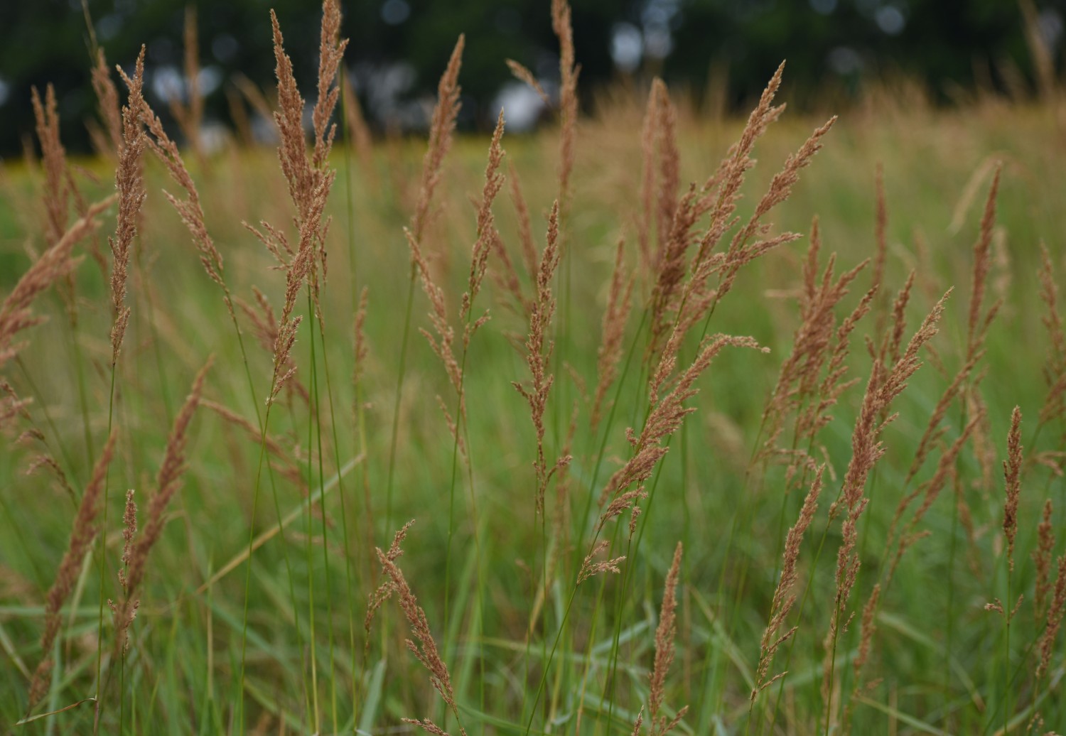Calamagrostis Canadensis (Bluejoint Grass) Seed - Native Plants