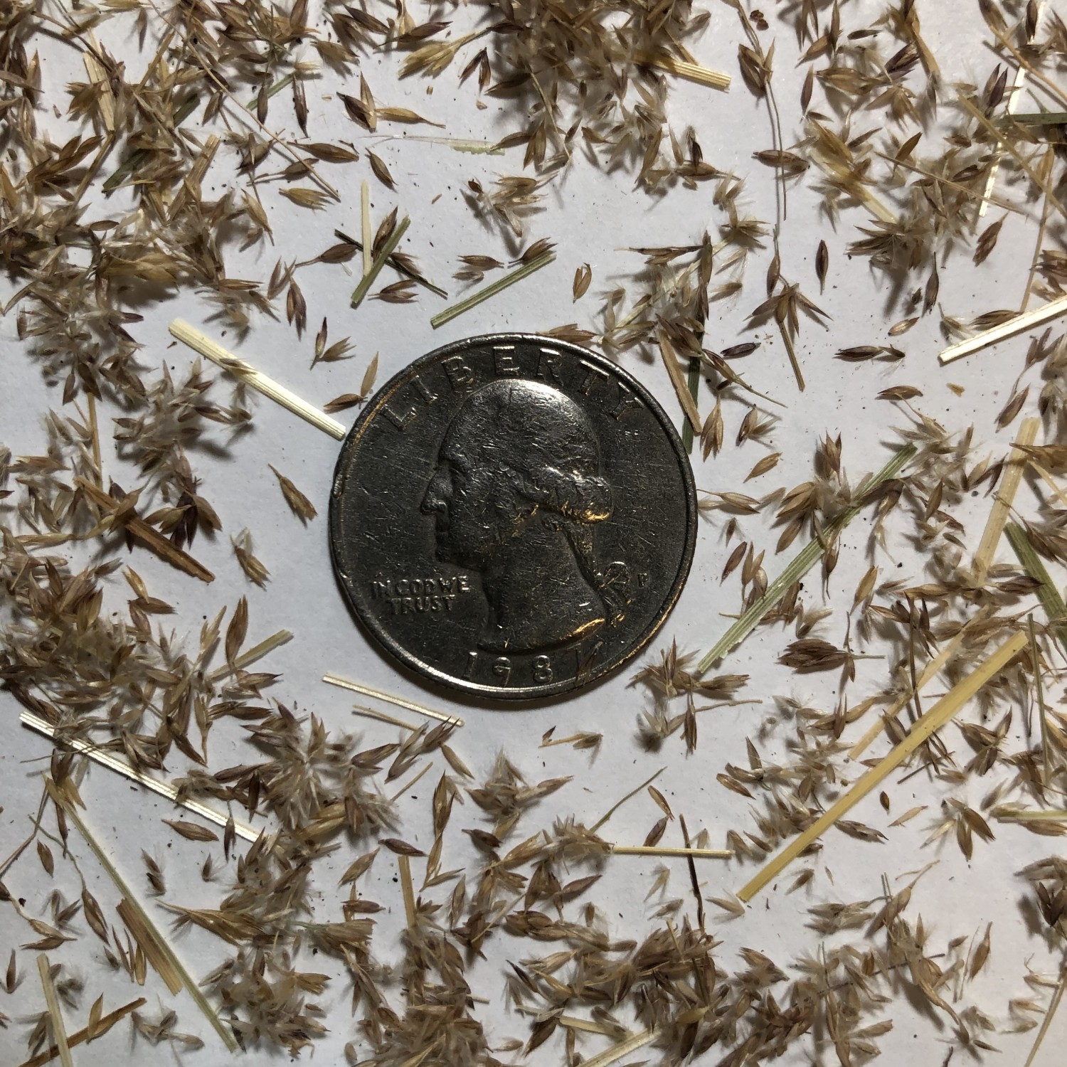 Calamagrostis Canadensis (Bluejoint Grass) Seed - Native Plants