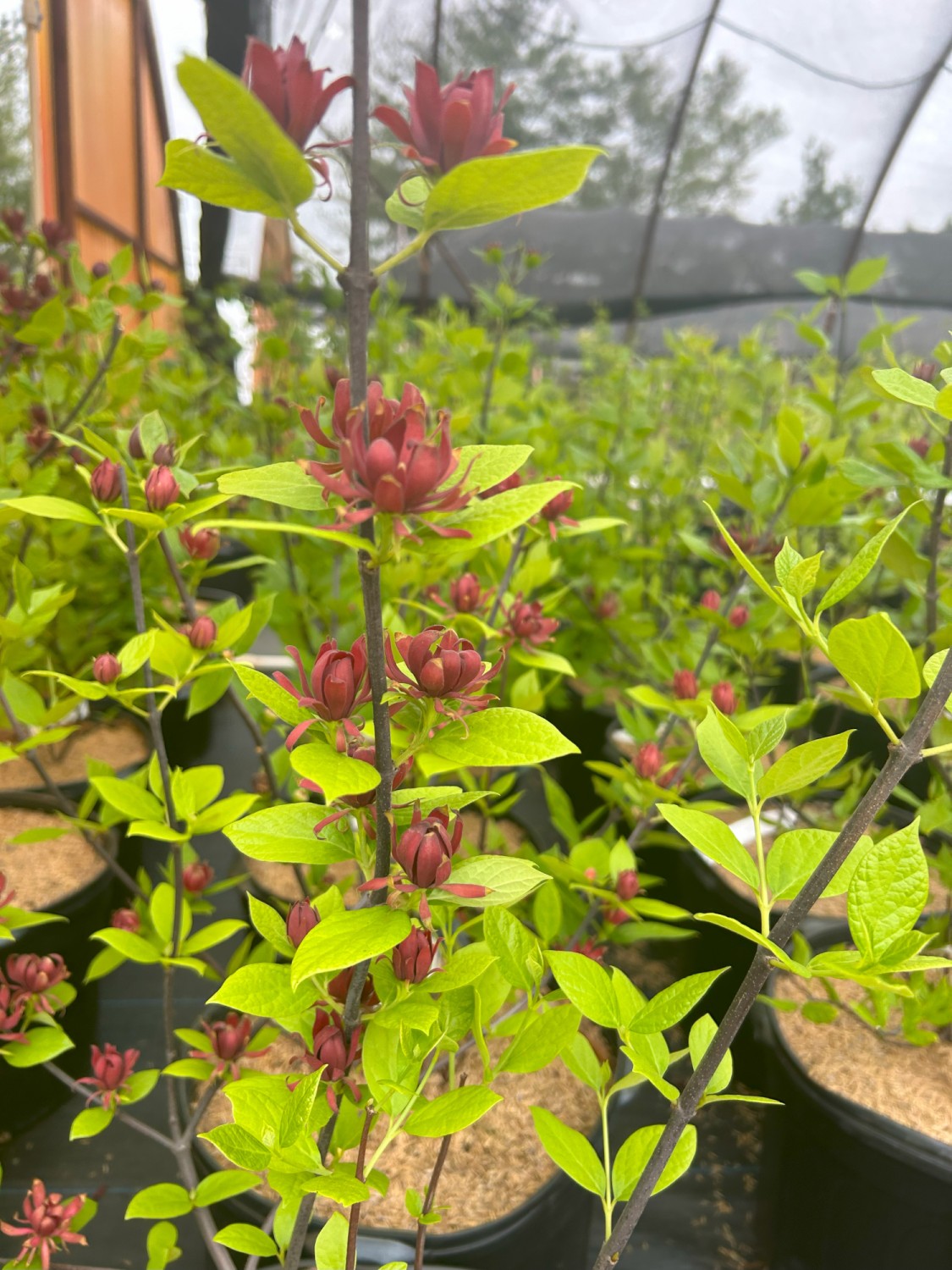 Calycanthus floridus (Carolina Allspice) #1 - Native Plants