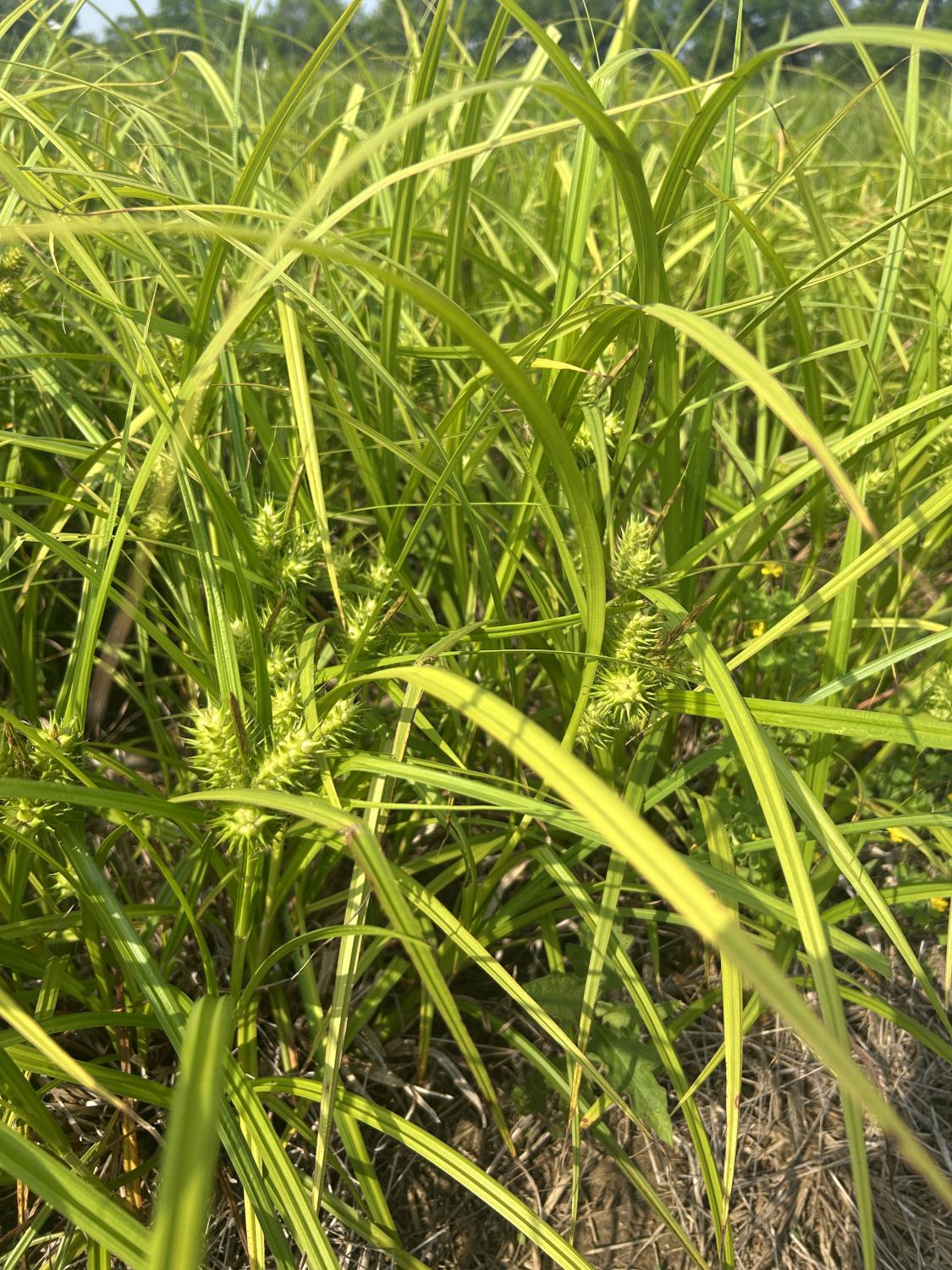 Carex lupulina (Hop Sedge) 2" Plug 50 ct. - Native Plants