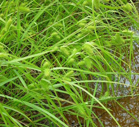 Carex lurida (Shallow Sedge) Seed - Native Plants