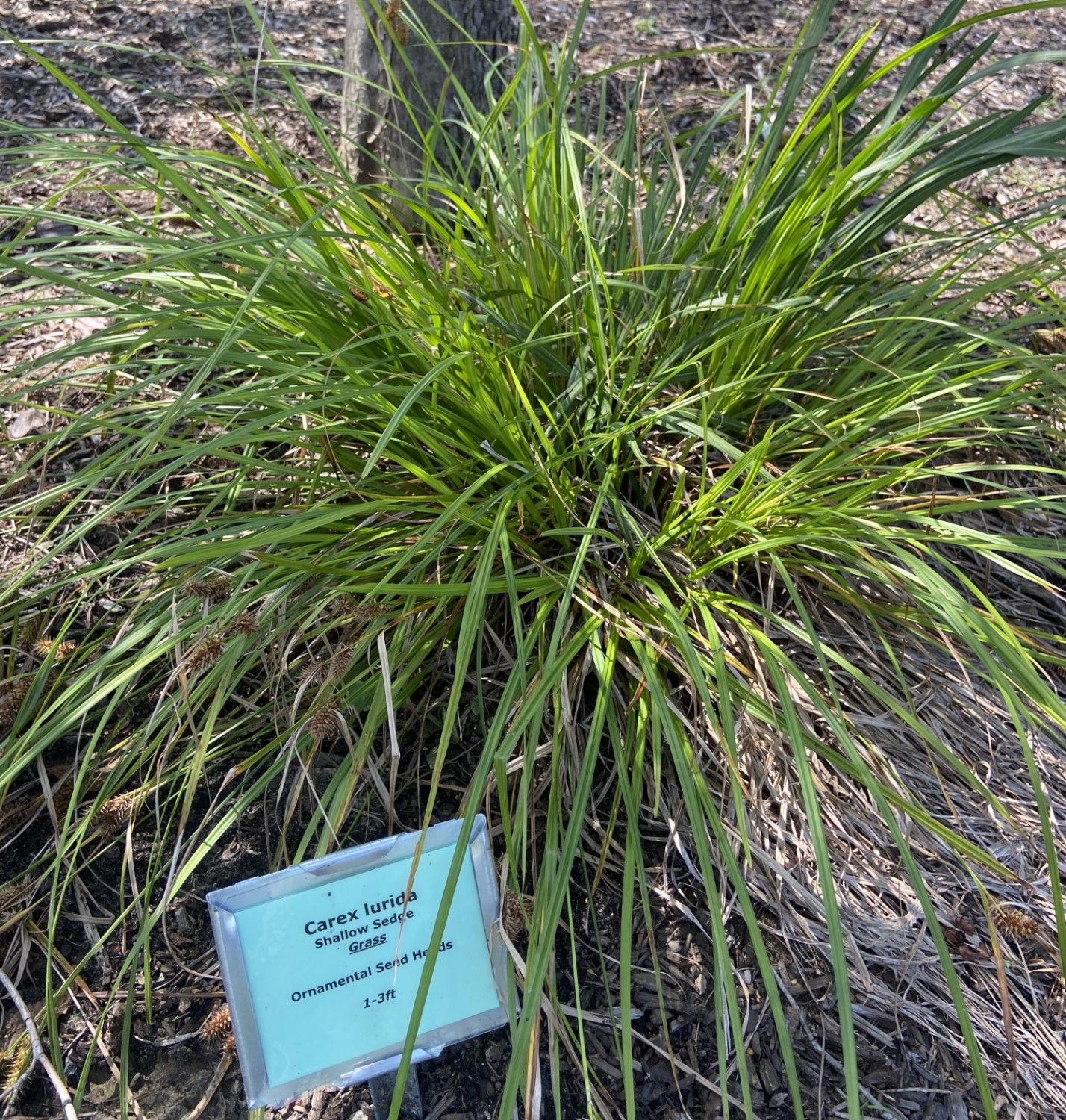 CAREX LURIDA Shallow Sedge 2 Plug Native Plants