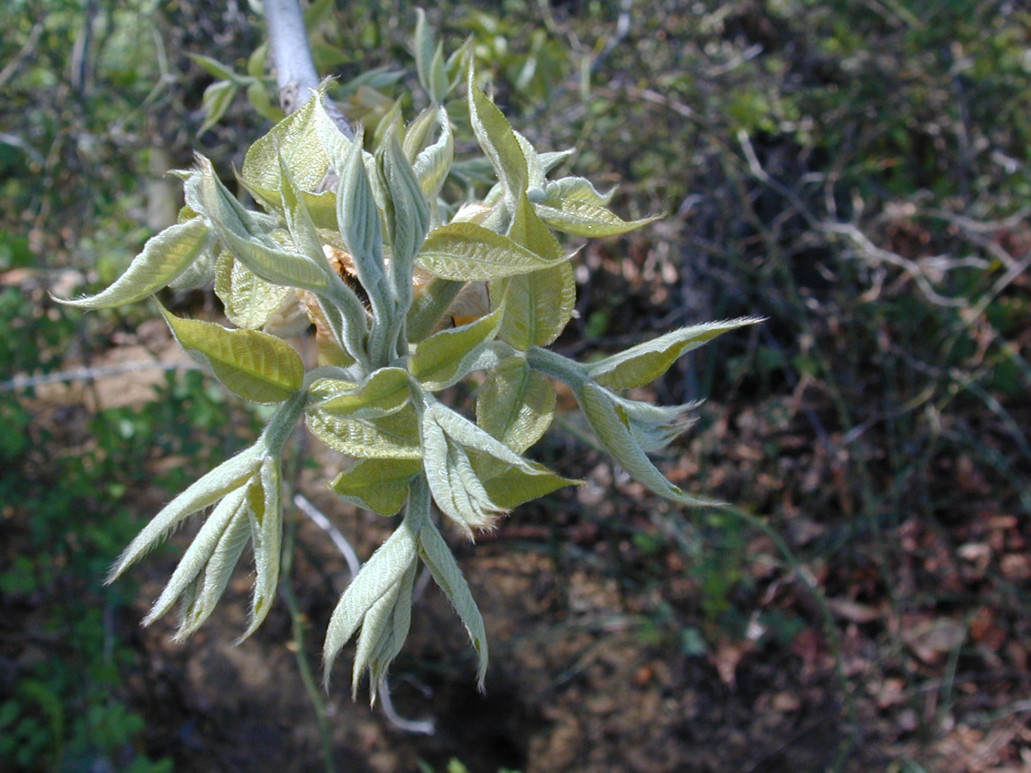 Carya ovata (Shagbark Hickory) Tree Tube 32 ct. - Native Plants
