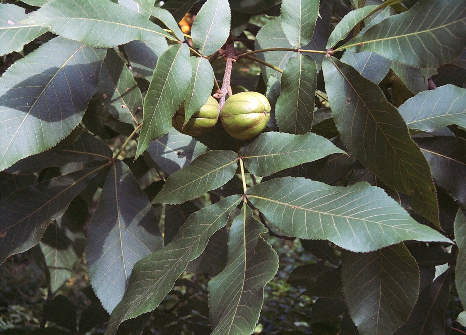 Carya ovata (Shagbark Hickory) Tree Tube 32 ct. - Native Plants