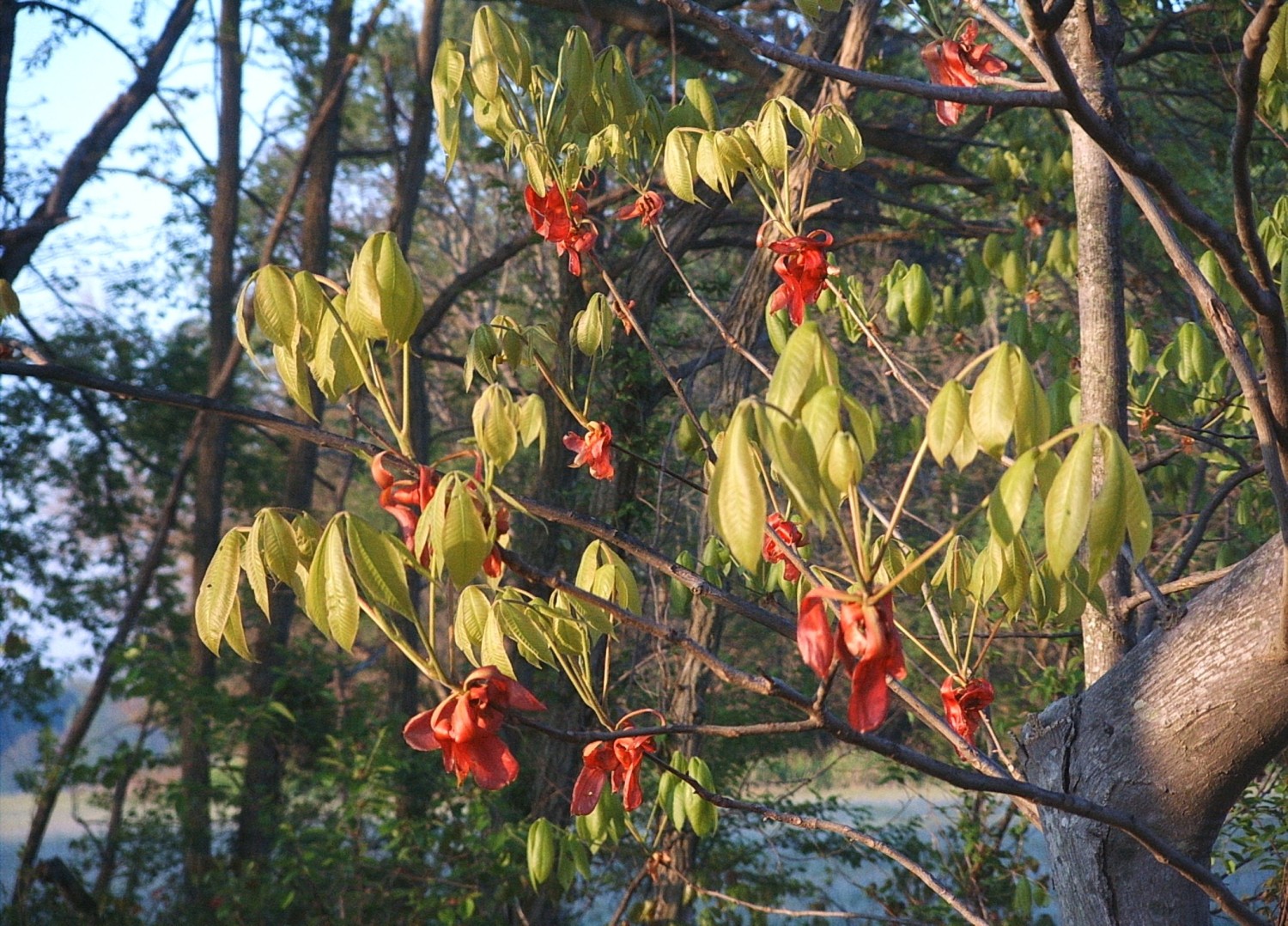 Carya ovata (Shagbark Hickory) Tree Tube 32 ct. - Native Plants