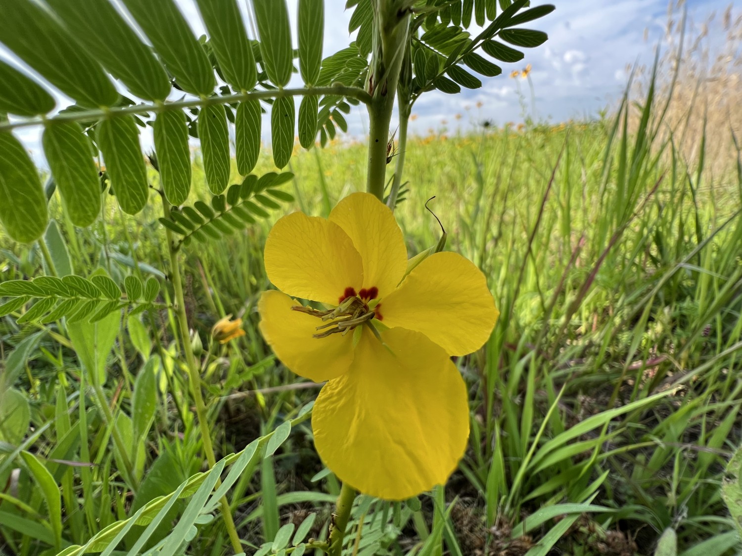 Chamaecrista fasciculata (Partridge Pea) Seed - Native Plants
