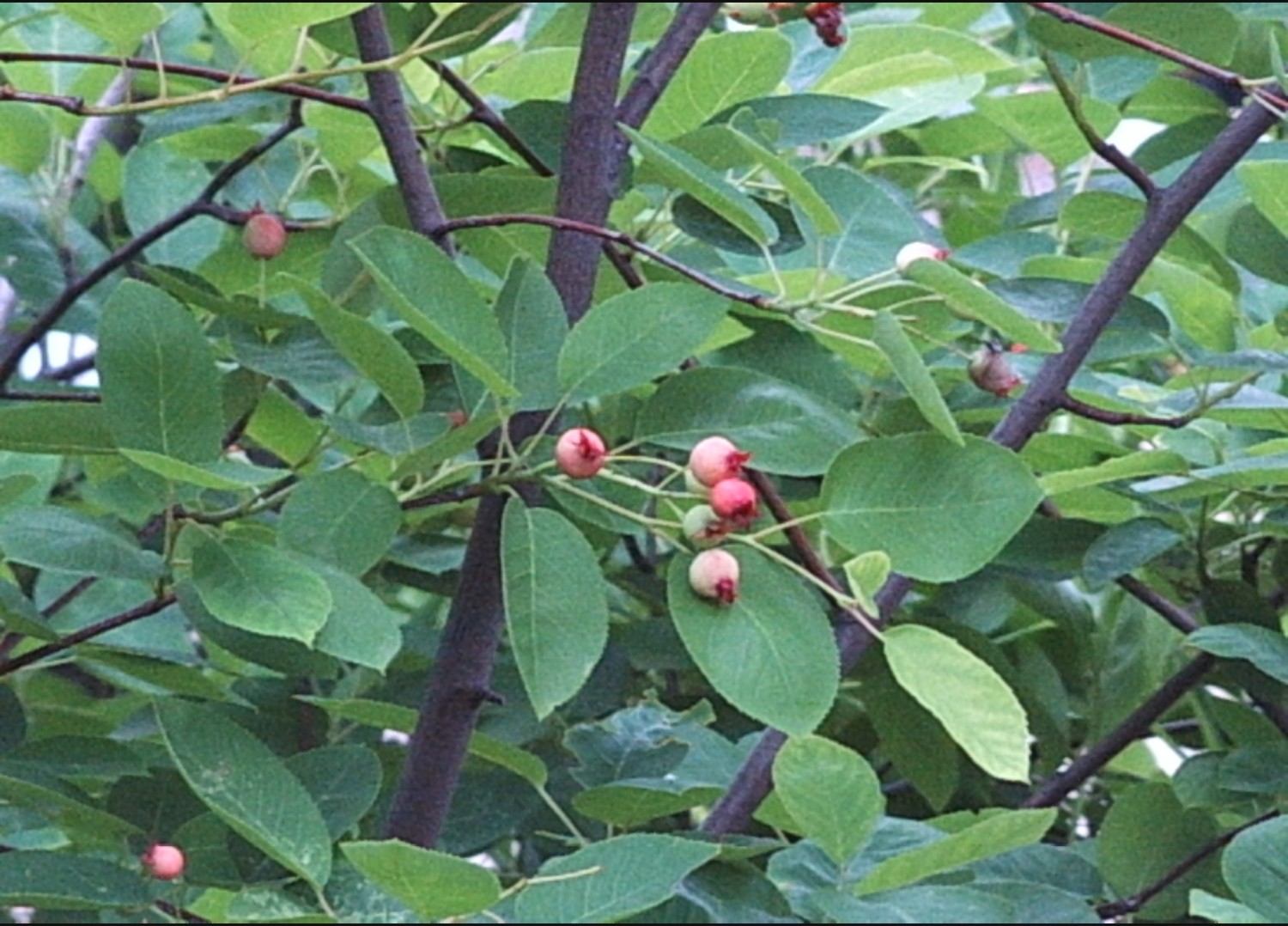 serviceberry