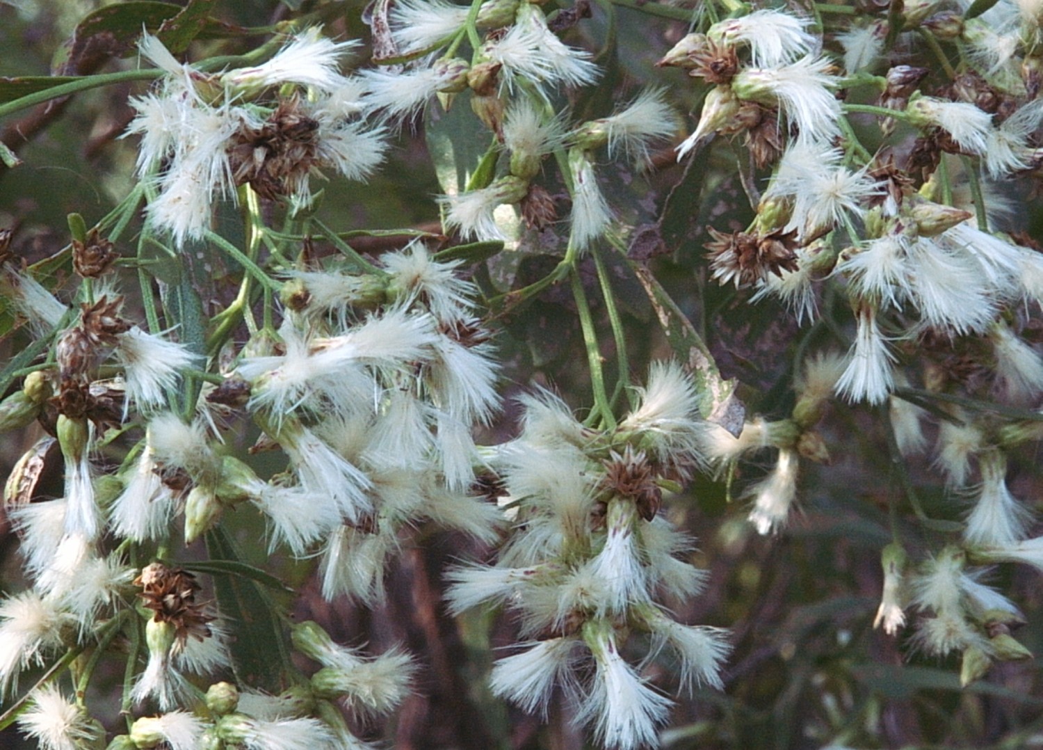 Baccharis halimifolia (Goundsel Tree) #1 Pot - Native Plants