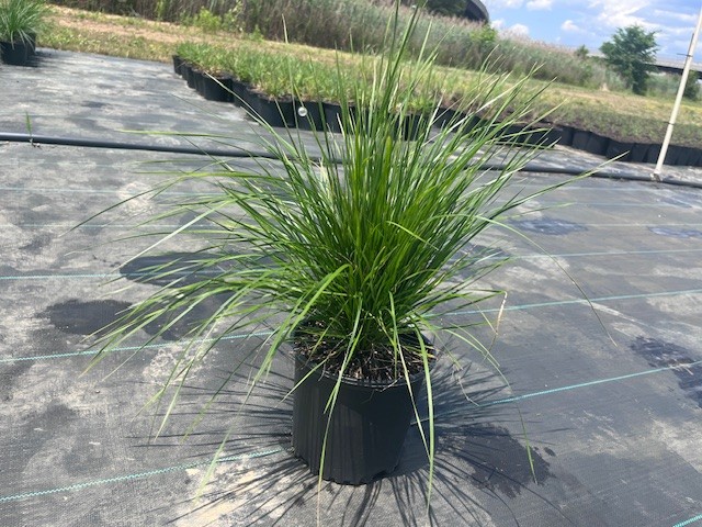 DESCHAMPSIA CESPITOSA (TUFTED HAIRGRASS) #1 POT - Native Plants