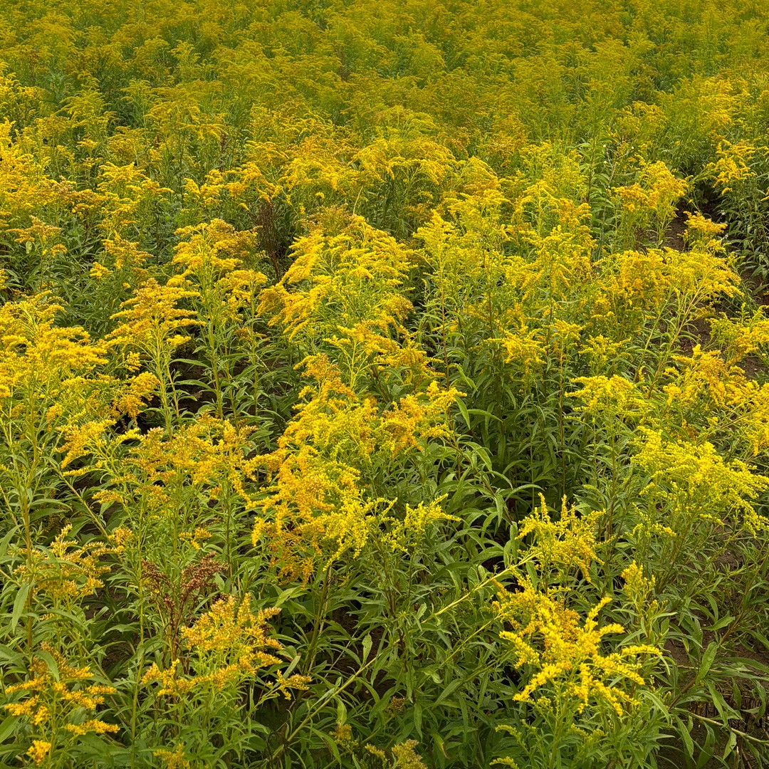 Solidago juncea (Early Goldenrod) 2" Plug 50 ct. - Native Plants