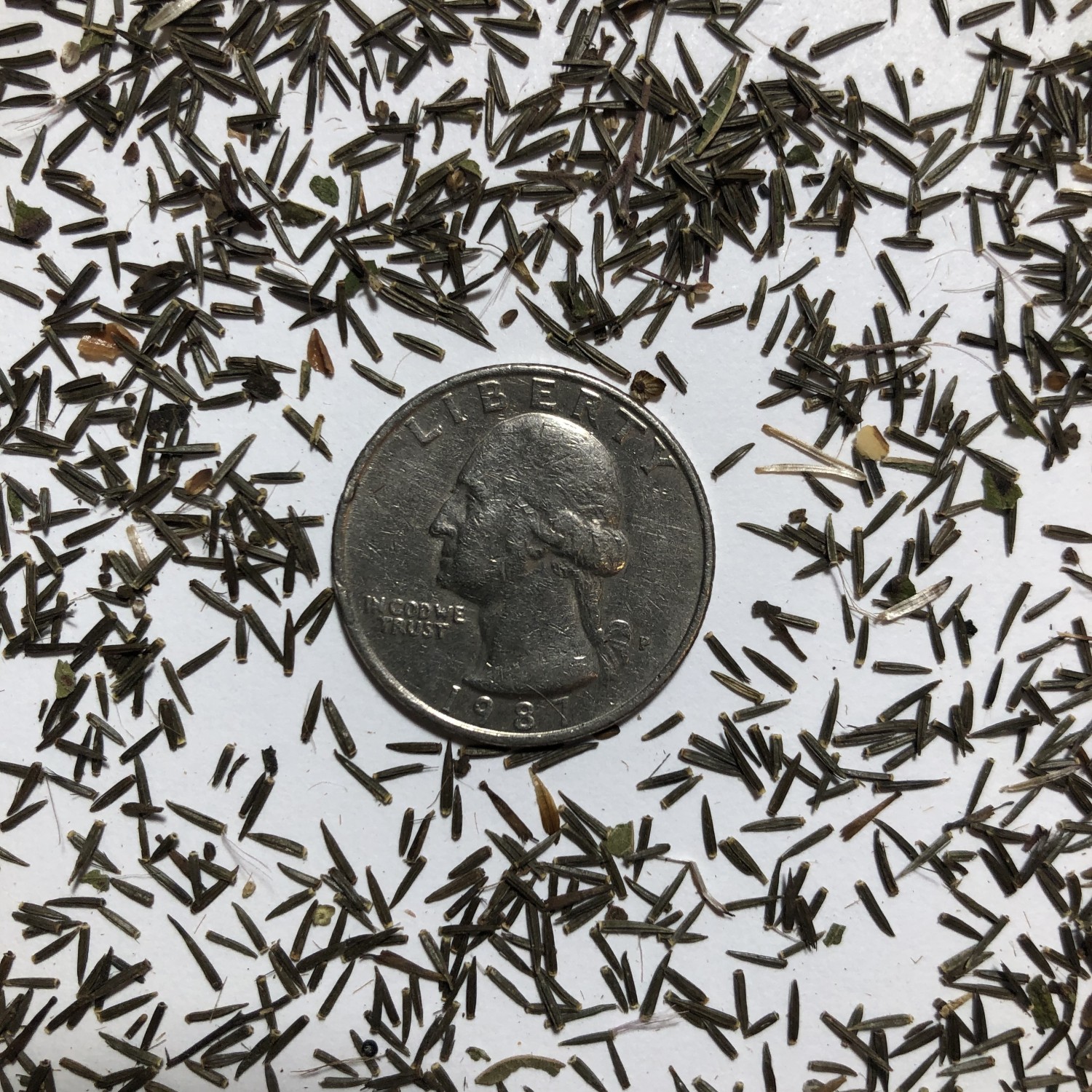 Eutrochium purpureum (Purple Joe-Pye Weed) Seed - Native Plants