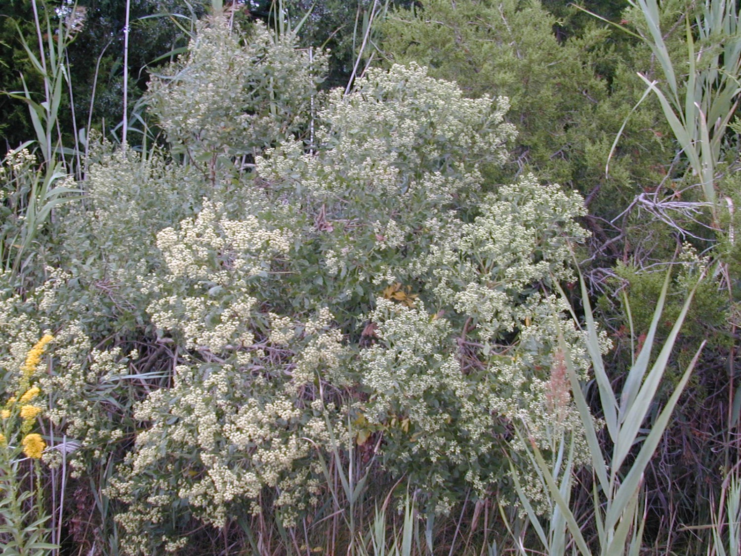 Baccharis halimifolia (Goundsel Tree) #1 Pot - Native Plants