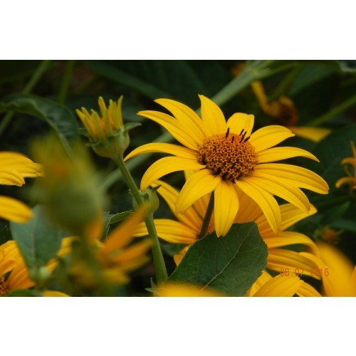 Heliopsis helianthoides (Early Sunflower) Seed - Native Plants