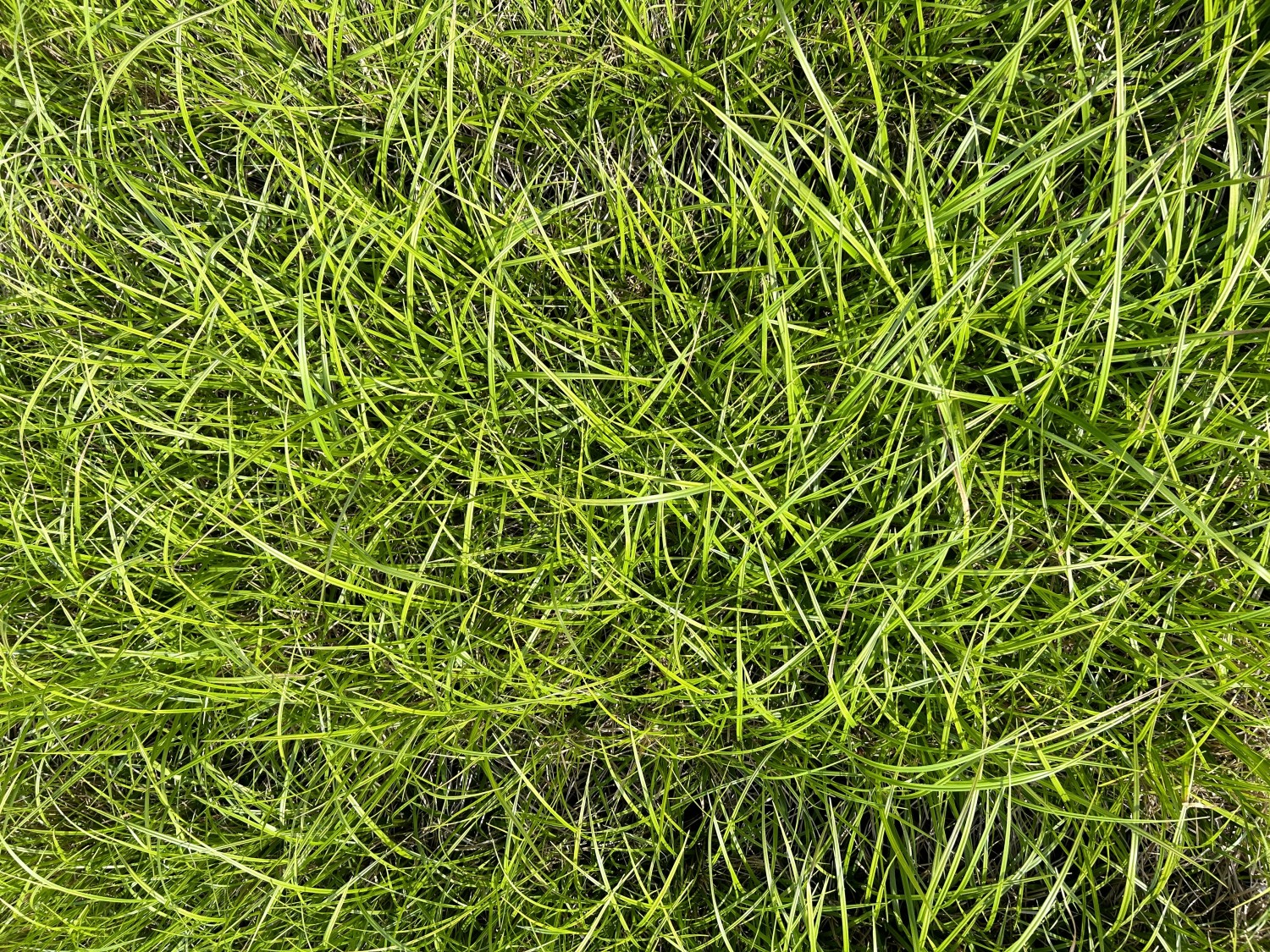 Schoenoplectus atrovirens (Green Bulrush) 2" Plug 50 ct. - Native Plants