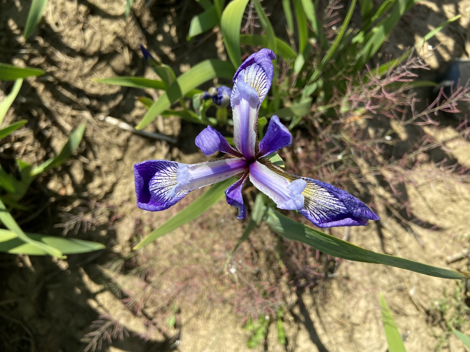 Iris versicolor (Blue-flag Iris) 2" Plug 50 ct. - Native Plants
