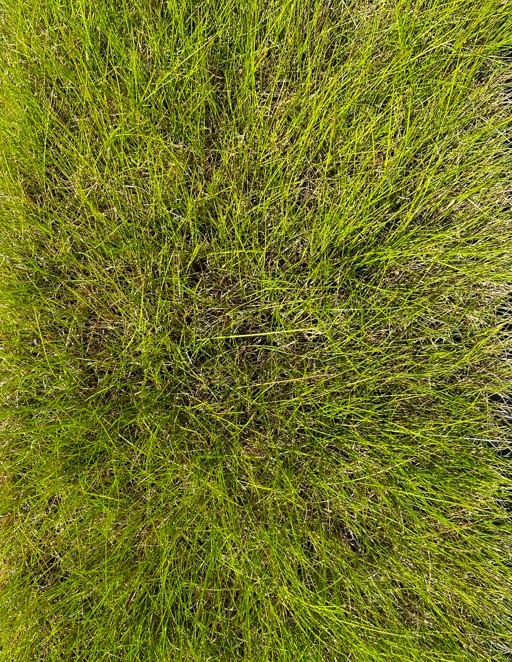 Juncus gerardii (Black Grass) 2" Plug 50 ct. - Native Plants