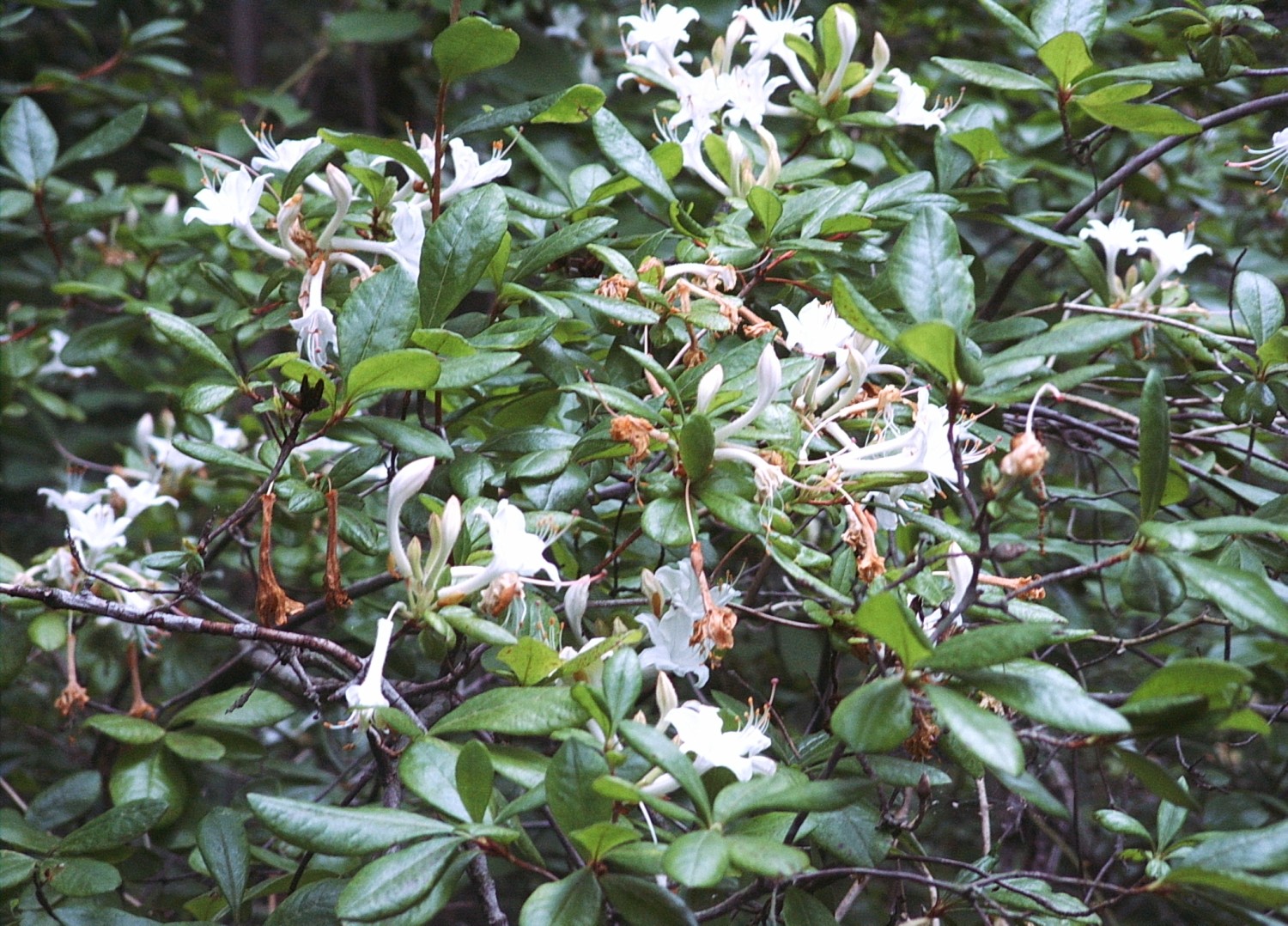 RHODODENDRON VISCOSUM (SWAMP AZALEA) #1 - Native Plants