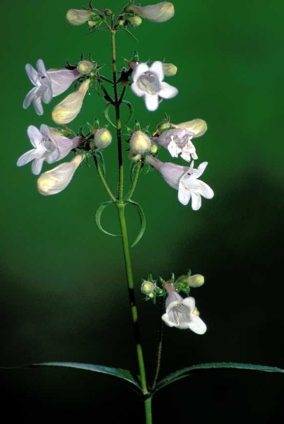 PENSTEMON DIGITALIS (Foxglove Beardtongue) #1 POT - Native Plants