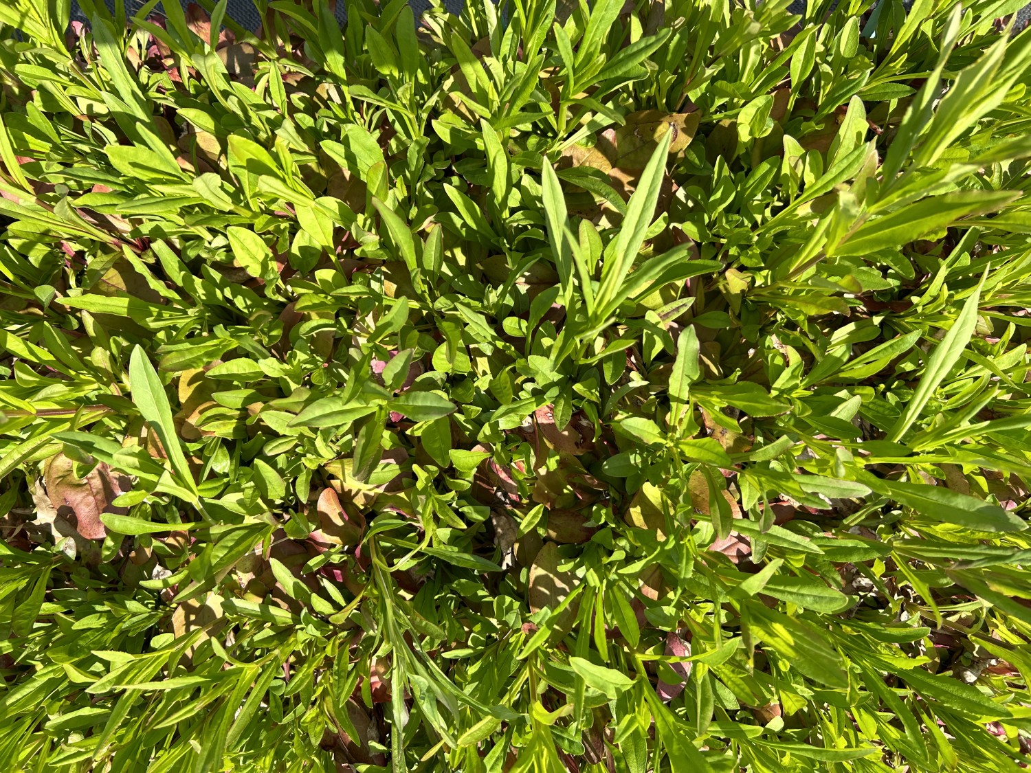 Penstemon digitalis (Foxglove Beardtongue) 2" Plug 50 ct. - Native Plants