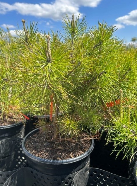 Pinus virginiana (Virginia Pine) #2 Pot - Native Plants