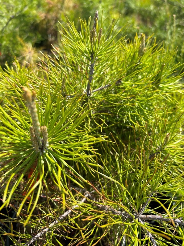 Pinus virginiana (Virginia Pine) #2 Pot - Native Plants