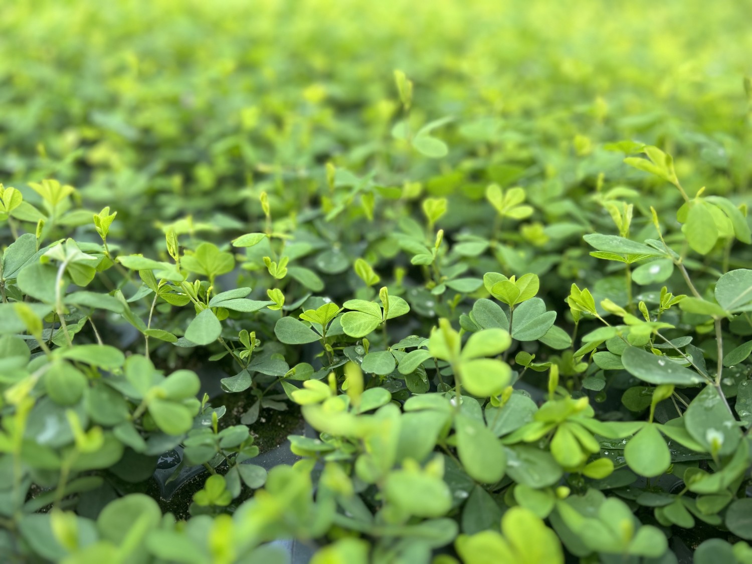 Baptisia tinctoria (Yellow Wild Indigo) 2" Plug 50 ct. - Native Plants