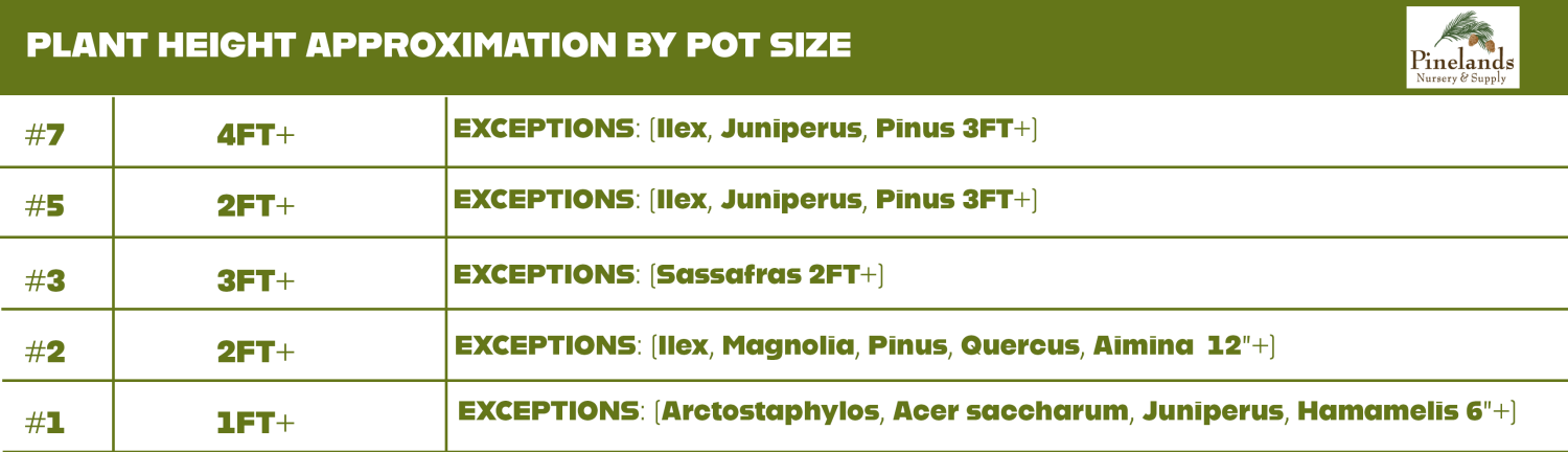 Betula lenta (Sweet Birch) #7 Pot - Native Plants