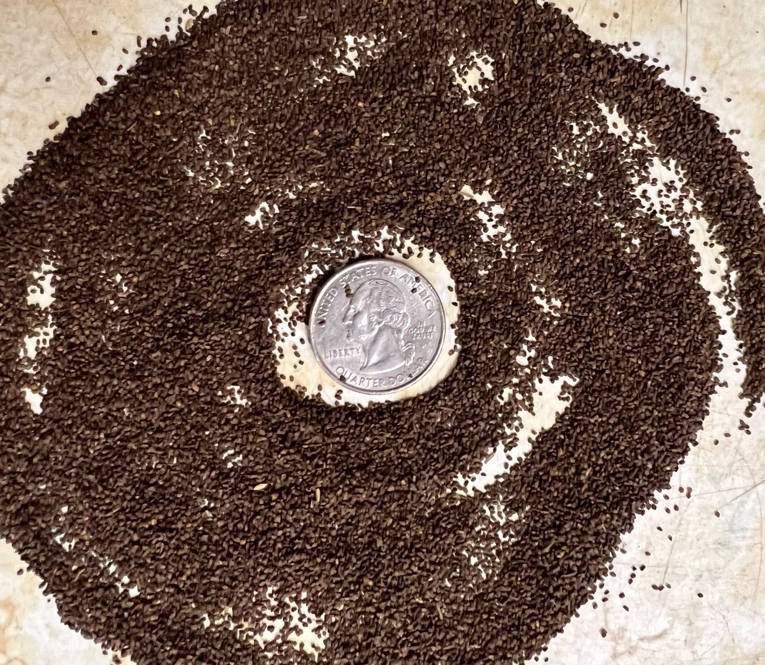 Pycnanthemum incanum (Hoary Mountain Mint) Seed - Native Plants