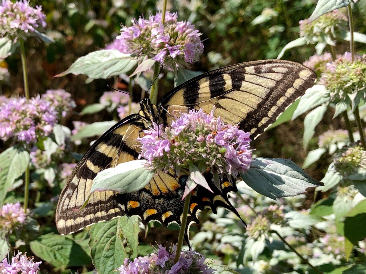 Pycnanthemum incanum (Hoary Mountain Mint) Seed - Native Plants