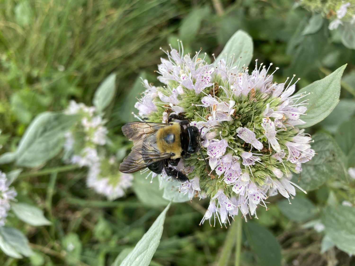 Pycnanthemum incanum (Hoary Mountain Mint) Seed - Native Plants