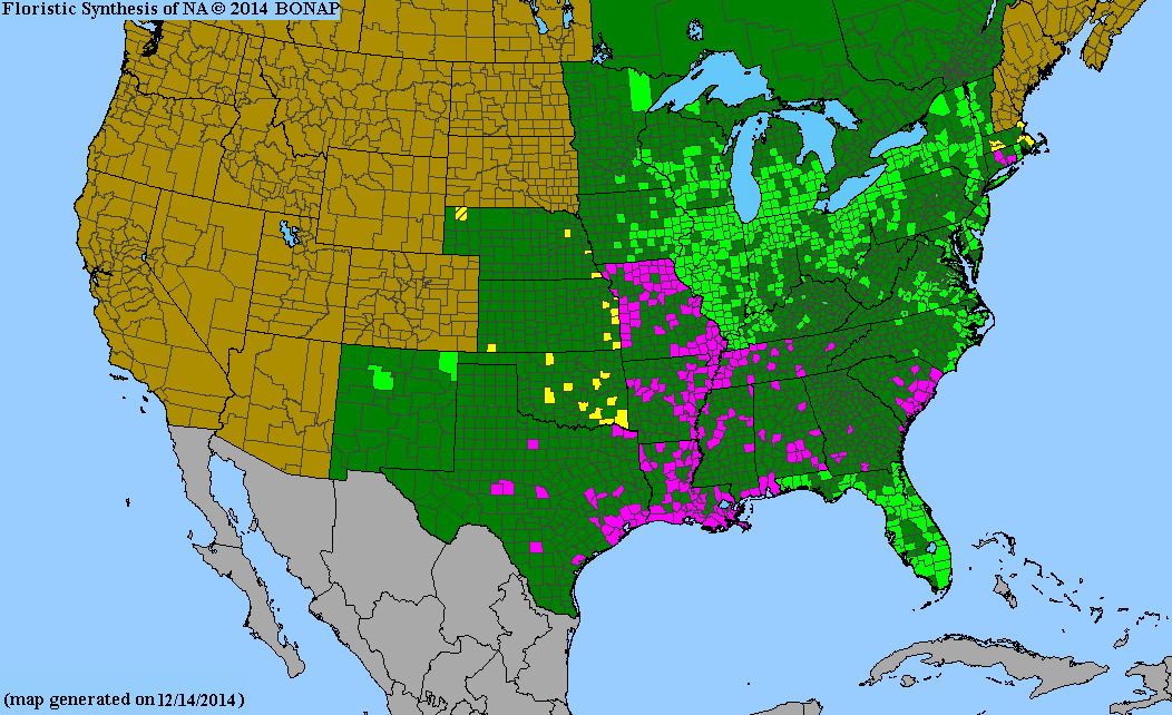 RUMEX VERTICILLATUS (SWAMP DOCK) Seed - Native Plants